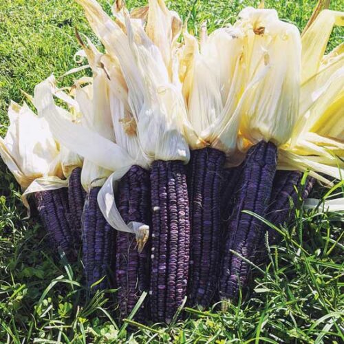 10 Indigenous Corn Cultivars – Mother Earth News